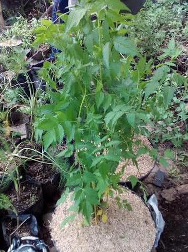 Jual Bibit Raspberry Tanaman Buah Harga