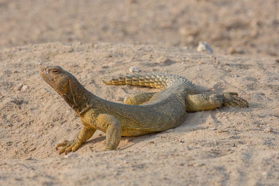 Birds of Saudi Arabia: Arabian Spiny-tailed Lizard - Dhahran Hills