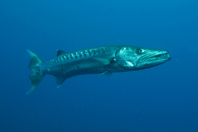 IKAN BARRACUDA ~ Everything About Fish