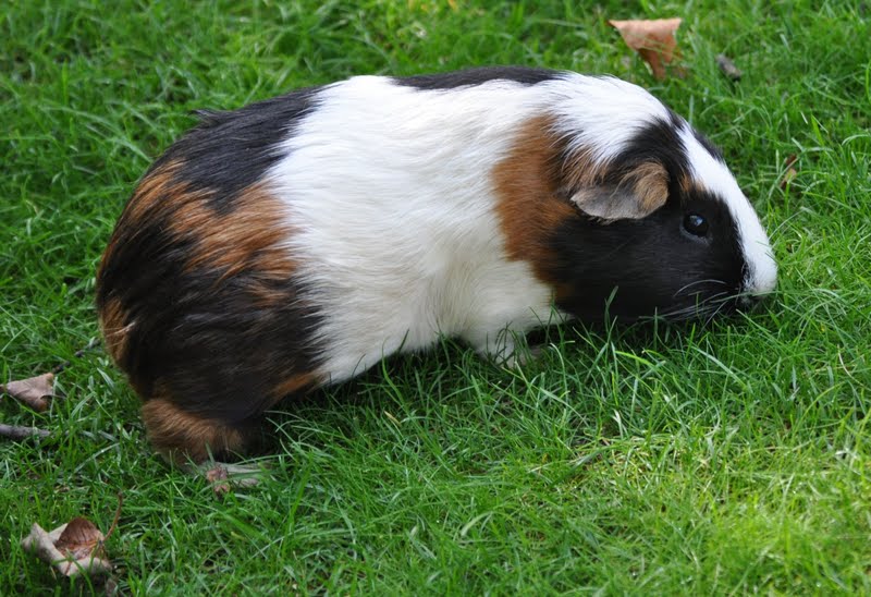 ZOOTOGRAFIANDO (5.717 ANIMALS): COBAYA / GUINEA PIG (Cavia porcellus)