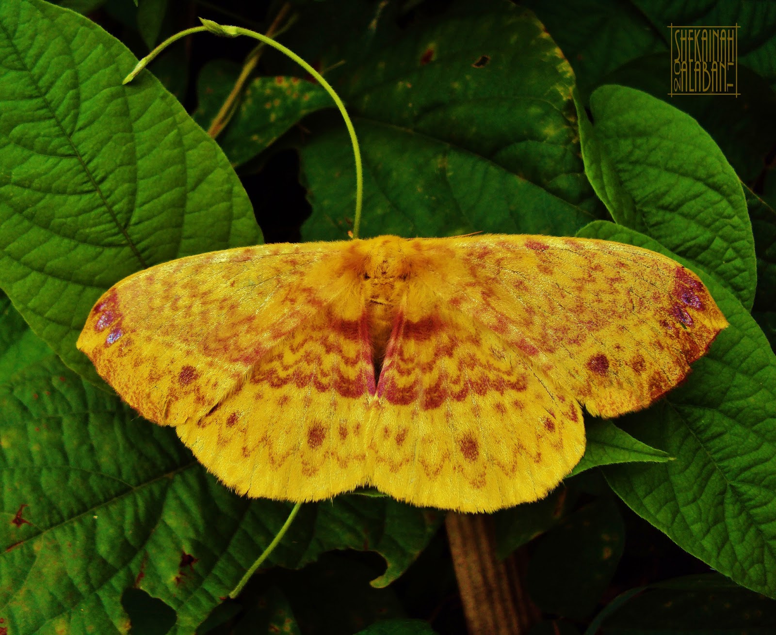 Biodiversity Capiz: Monkey Moth