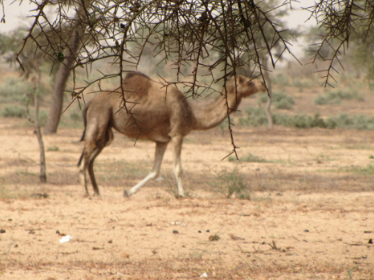 Au départ de Saint-Louis: Le désert de Lompoul