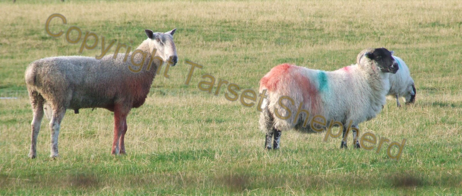 Shepherd's blog: Raddling