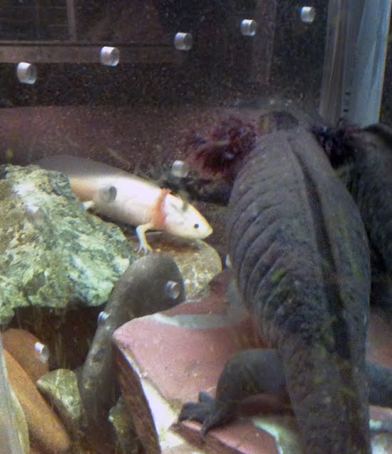Pacific Science Center Life Sciences: Name the Axolotls