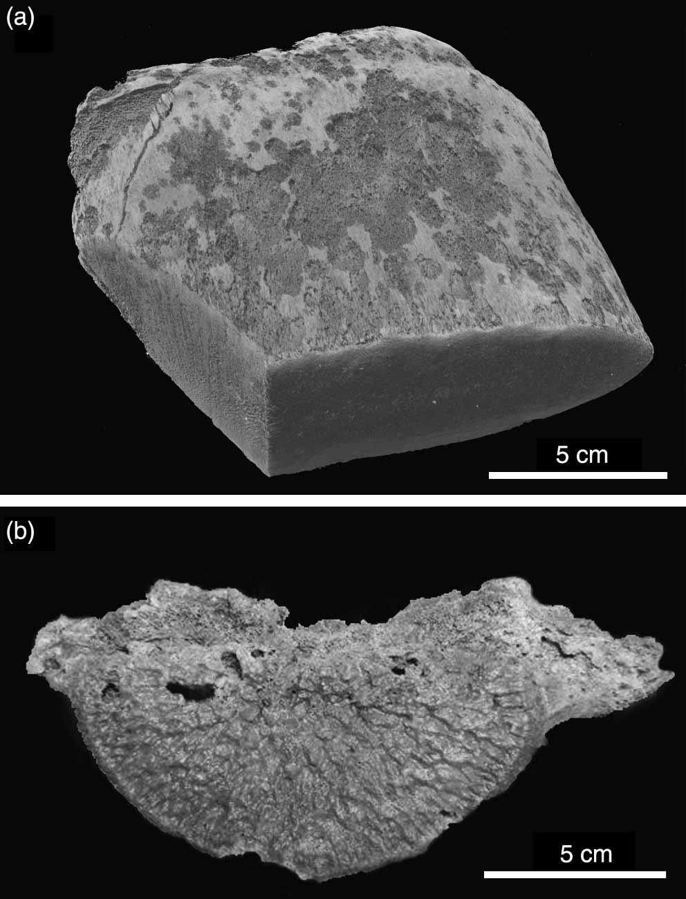The Coastal Paleontologist: Bone-eating zombie worms, part 2: the ...