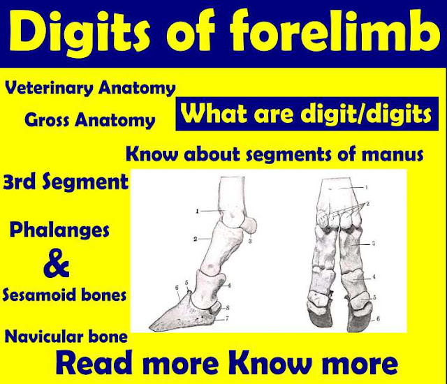 Digits of Forelimb | Gross Anatomy | Anjani Mishra