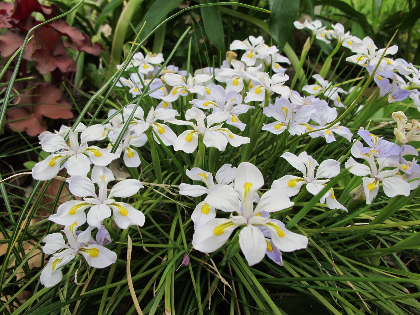 World of Irises: A little bit of an Iris