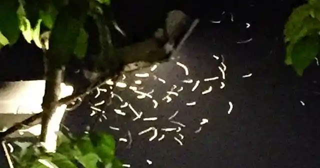 why do bugs attract to light