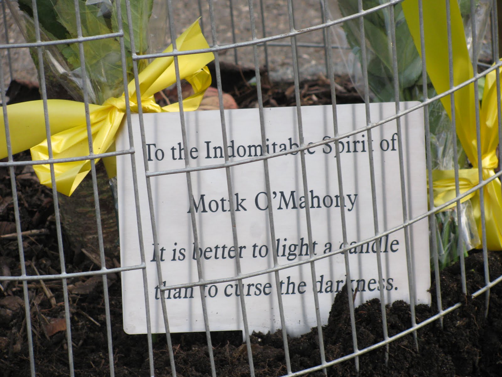 In Loving Memory of Motik O'Mahony: Motik's memorials