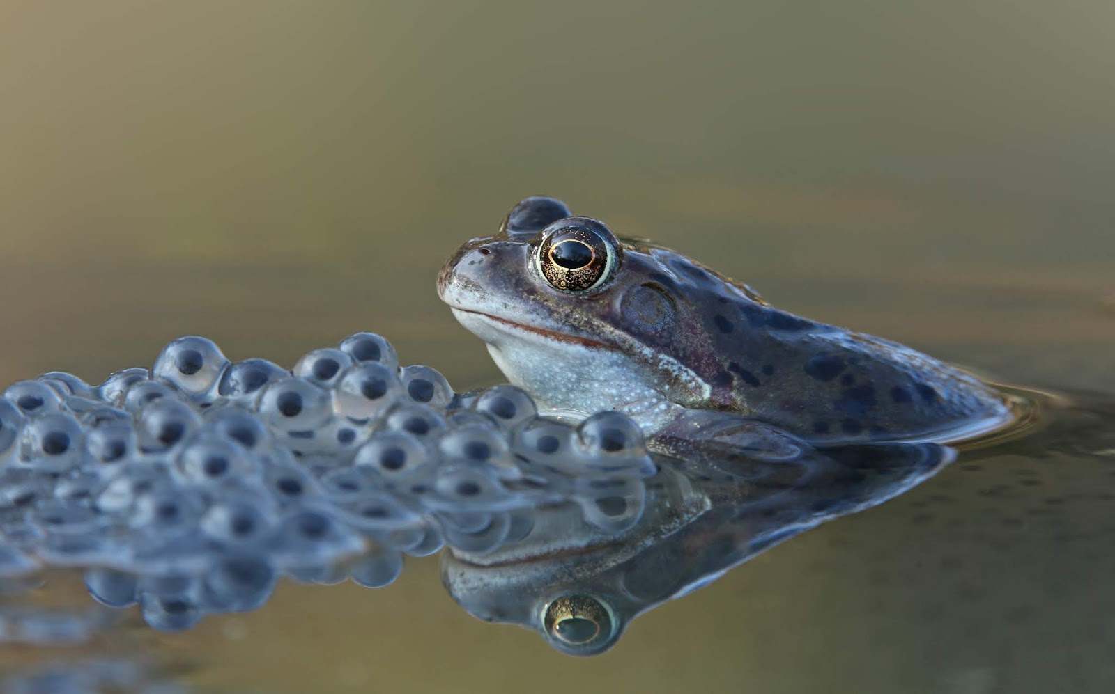 Common Frog Kingdom at Jo Diggs blog