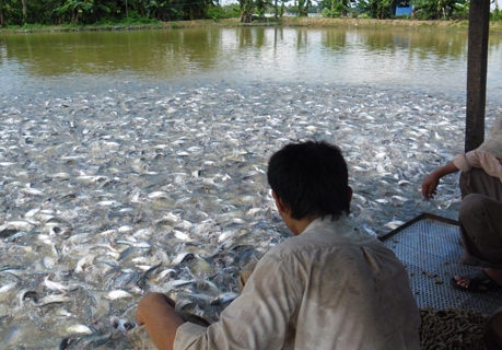 Agrifarming: Composite Fish Farming Guide