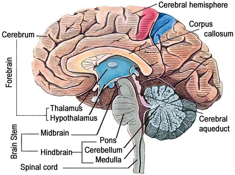 Neural Control and Coordination | Plus 1 Zoology | Exam Capsule Notes ...