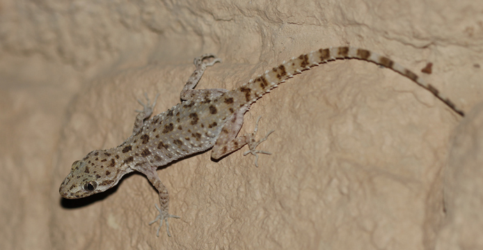 DK's Diary: Hadits Membunuh Cicak Yang Diperdebatkan