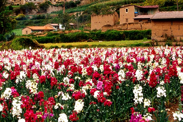 ANPP Animales y Plantas de Perú: Tarma el Lindo Valle de las Flores
