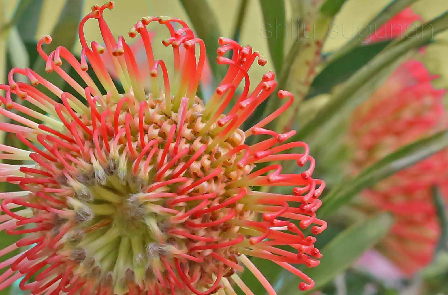 Cranium Bolts: Lalbagh flower show 2020