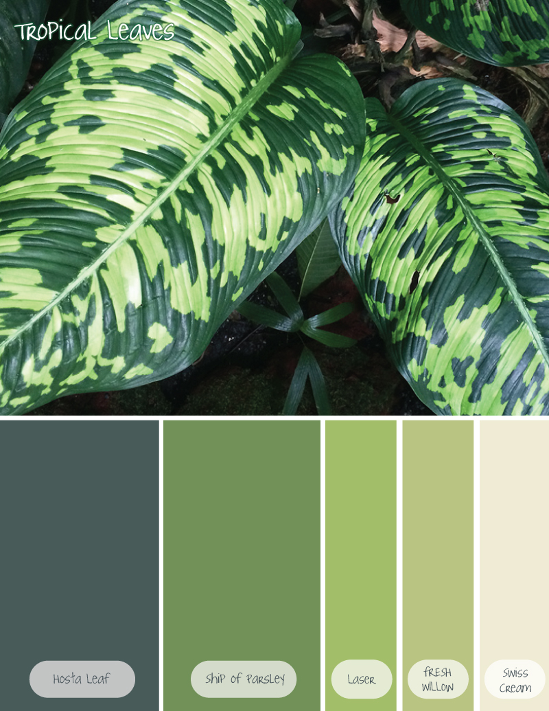 Color Cues - Tropical Leaves