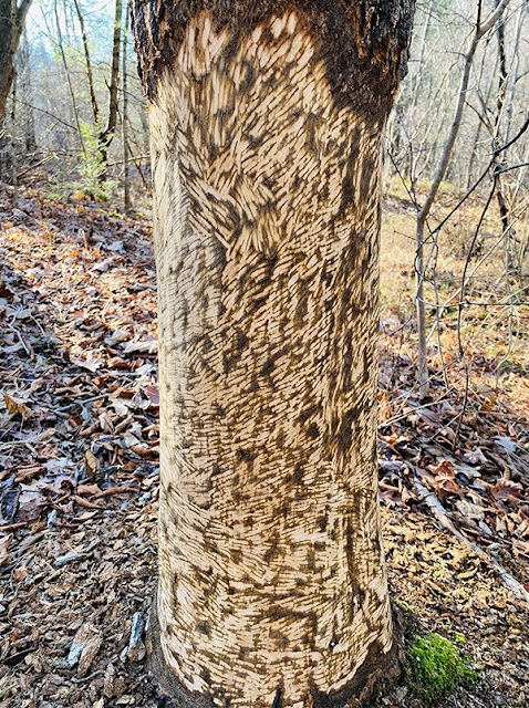 TYWKIWDBI ("Tai-Wiki-Widbee"): Porcupine damage to a tree