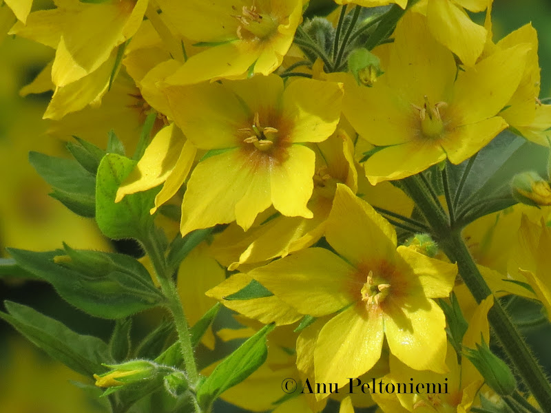 Onnellinen Akileija: Tarha-alpi