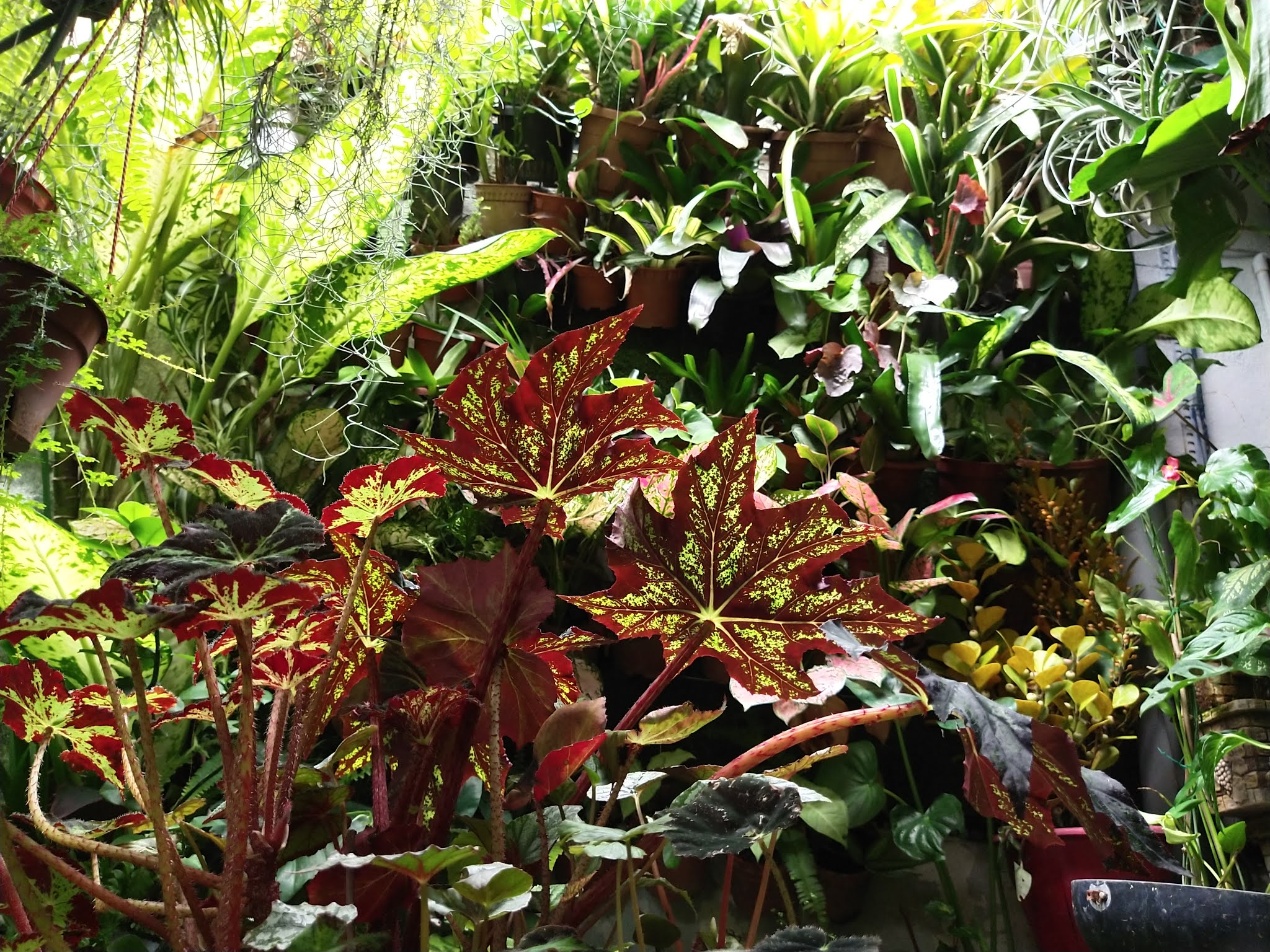 Garden Chronicles of James David: Star Begonia / Begonia heracleifolia ...