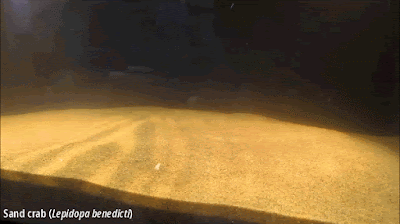 NeuroDojo: June 2019