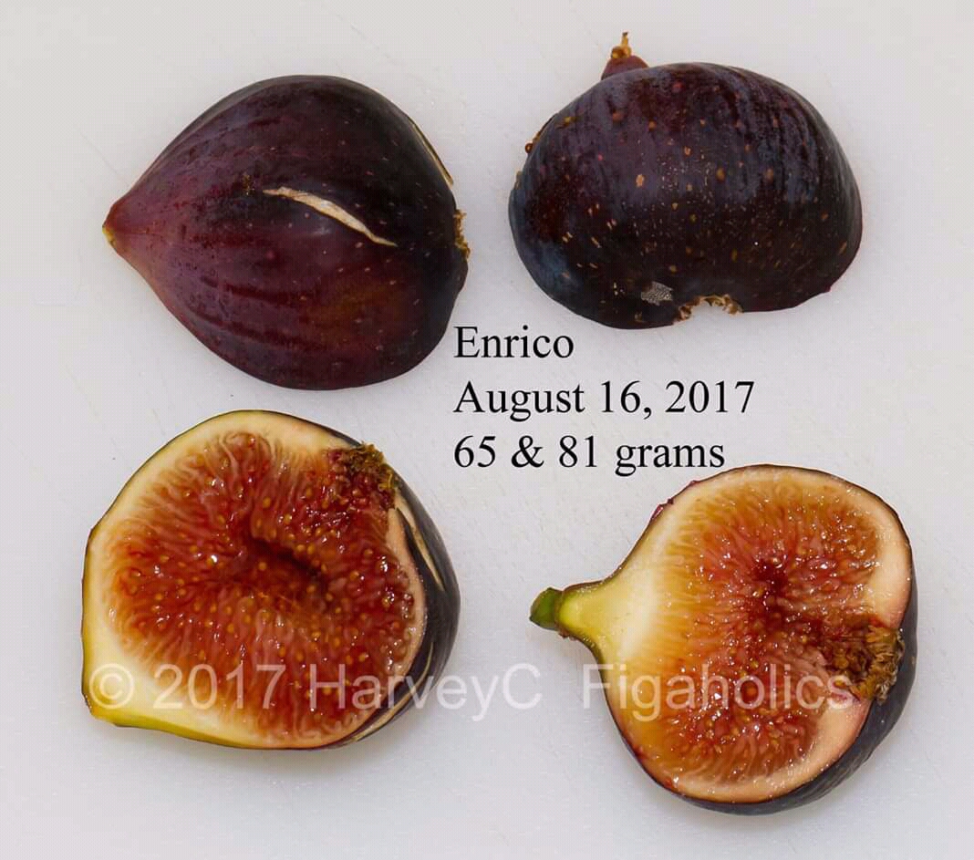 Enrico Fig - Var Tin