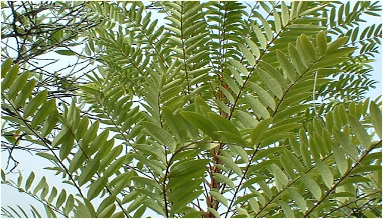 HERBAL PUSAKA INDONESIA