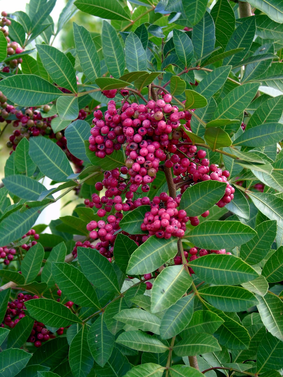 Pimenta-rosa (Schinus terebinthifolius Raddi) | A planta da vez