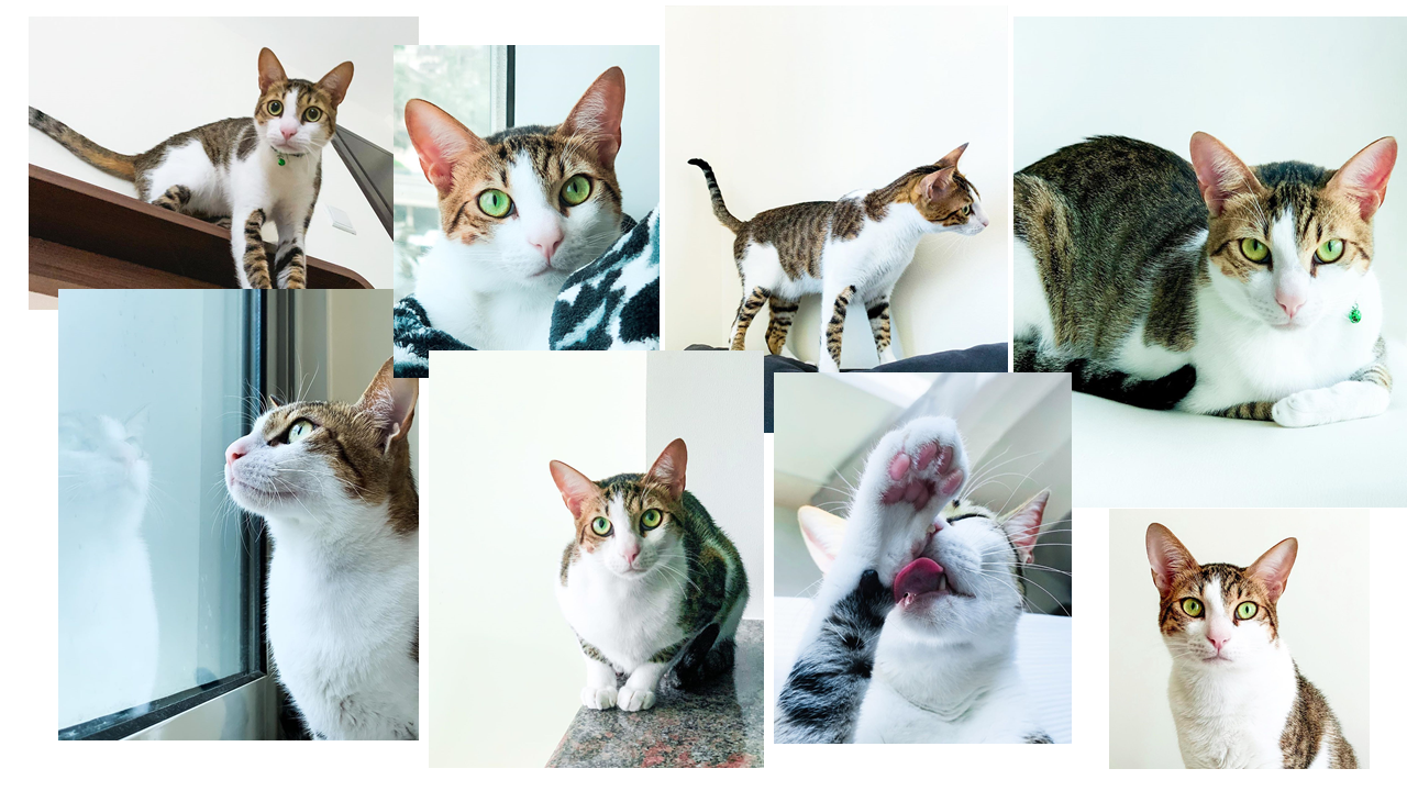 Kucing Arabian Mau (Arab Saudi) | meotuna