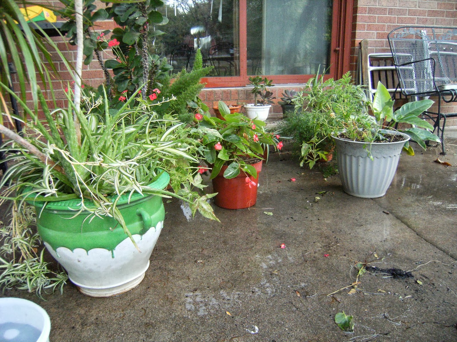 See the Beauty in the Ordinary: A Kansas Country Garden: Bad Plant Momma!