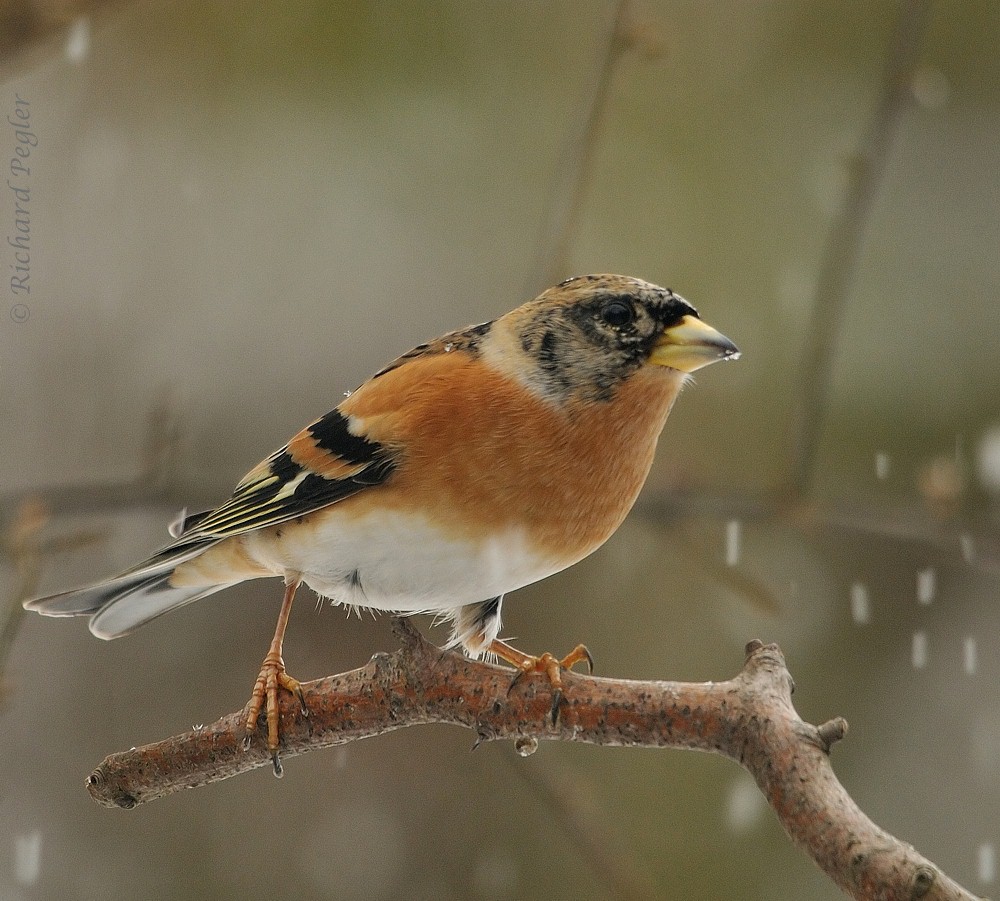 Pegler Birding: Bramblings - on 18th January, 2013