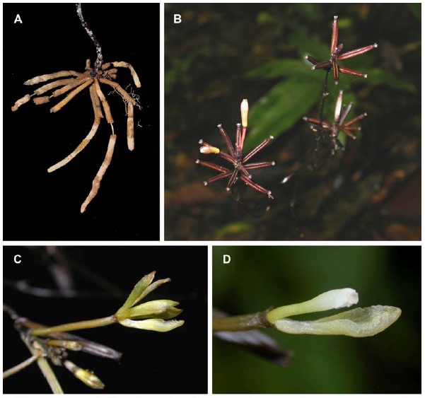Species New to Science: [Botany • 2011] Lecanorchis betongensis • A new ...