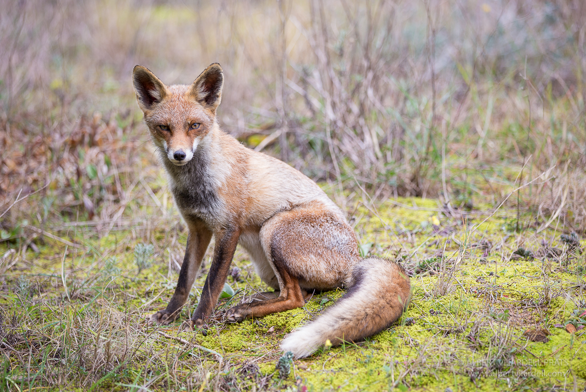 Capturant el temps ...: LA GUILLA