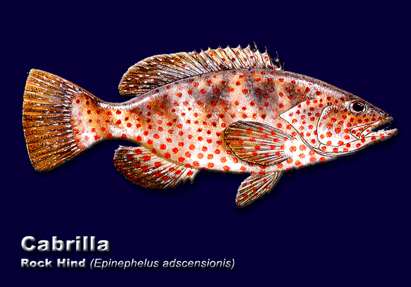 Artes de Pesca: VAMOS A PESCAR CABRILLA