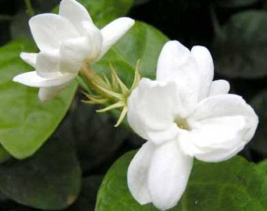 Jasmine Flowers Plant