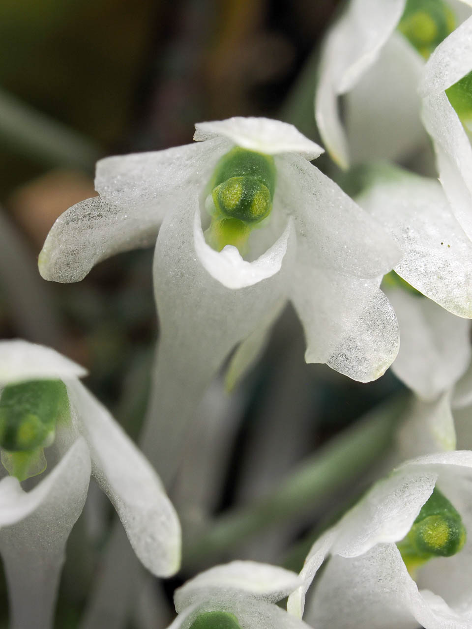 Diaphananthe millarii