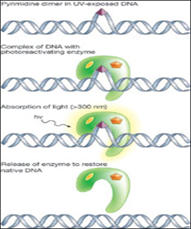 botany: DNA repair mechanism