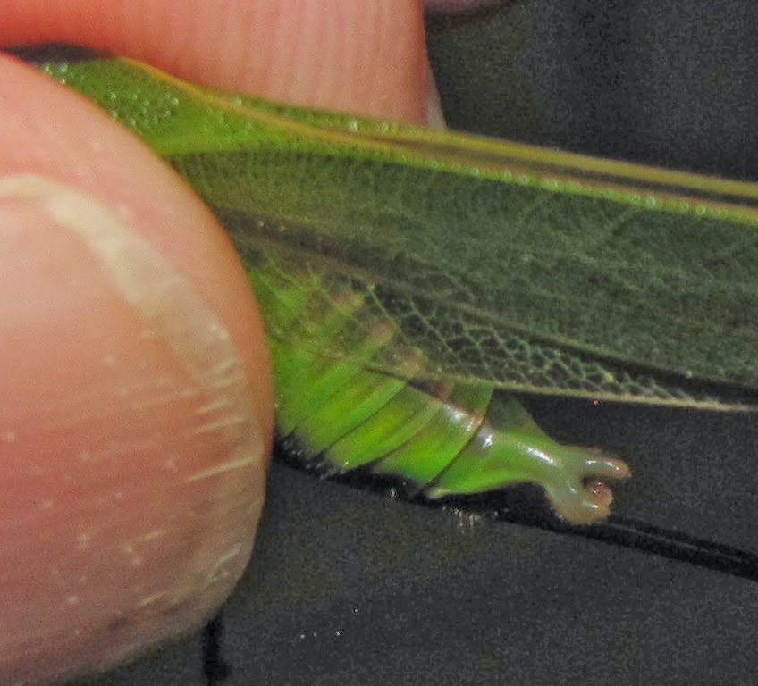 Bug Eric: Fork-tailed Bush Katydid