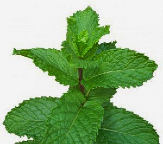 Natural & Bela: Óleo de menta