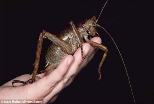 Ele pesa 3 vezes mais que um rato: Conheça o maior inseto do mundo ...