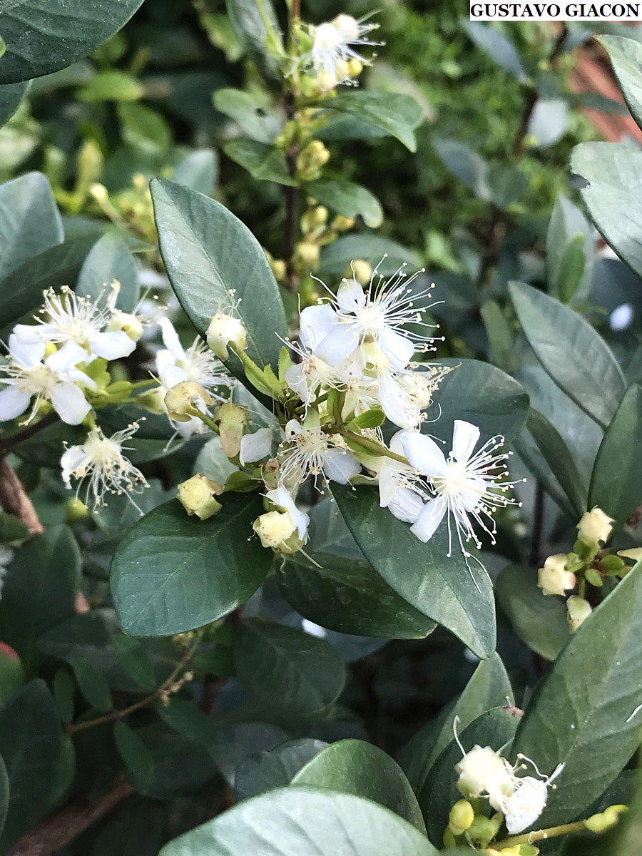 Viveiro Ciprest - Plantas Nativas e Exóticas: Cereja da Mata ou ...