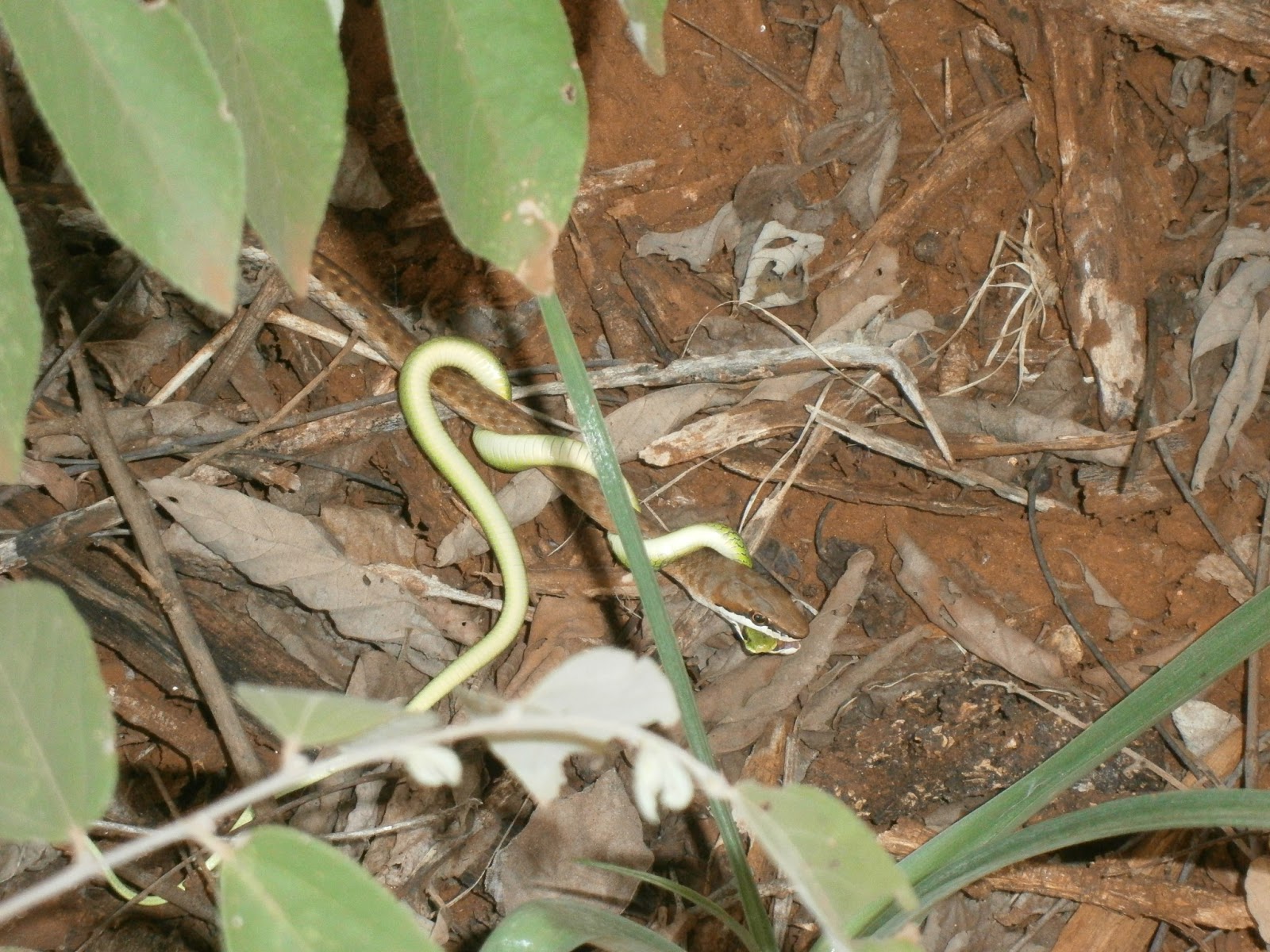 Lo'mon LeHeritage: Wildlife Thrives in Ziwani, Tsavo West