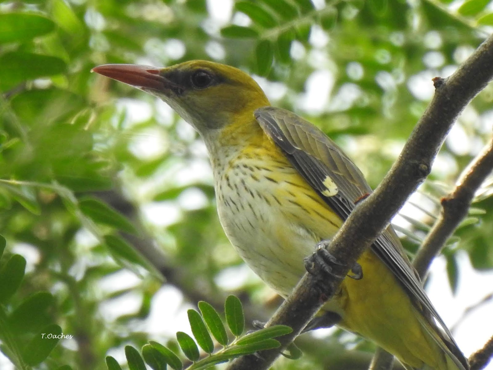 PASARI DIN ROMANIA: GRANGUR, Oriolus oriolus