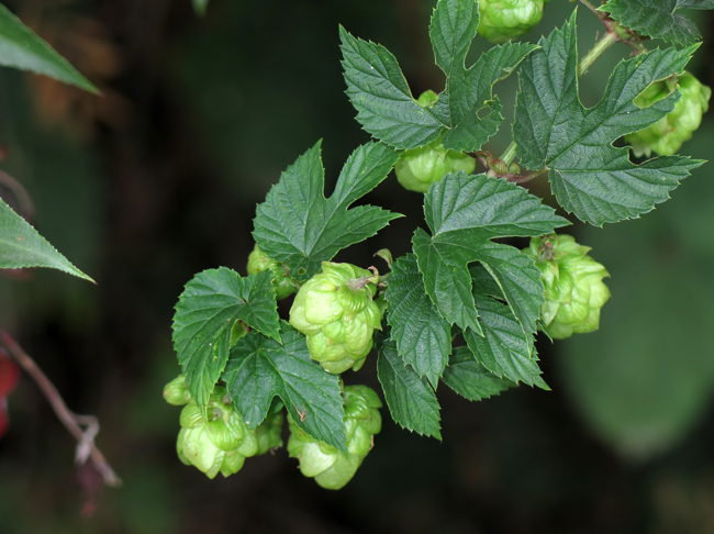 Trepadoras y enredaderas