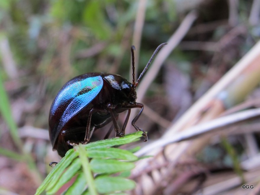 Nature Wonders Gershonized: Papua New Guinea collection of insects 9_2011