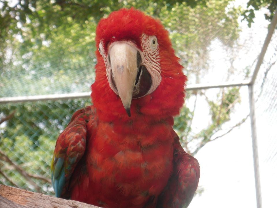 LAS ESPECIES ENDÉMICAS DE LA GUAJIRA