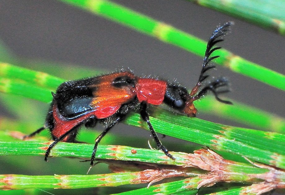 Variety of Life: Melyridae