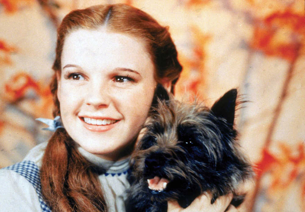 NUNCAJAMAS COCKER: ¿SABES TODO ESTO SOBRE TOTO; EL PERRO DEL MAGO DE OZ?