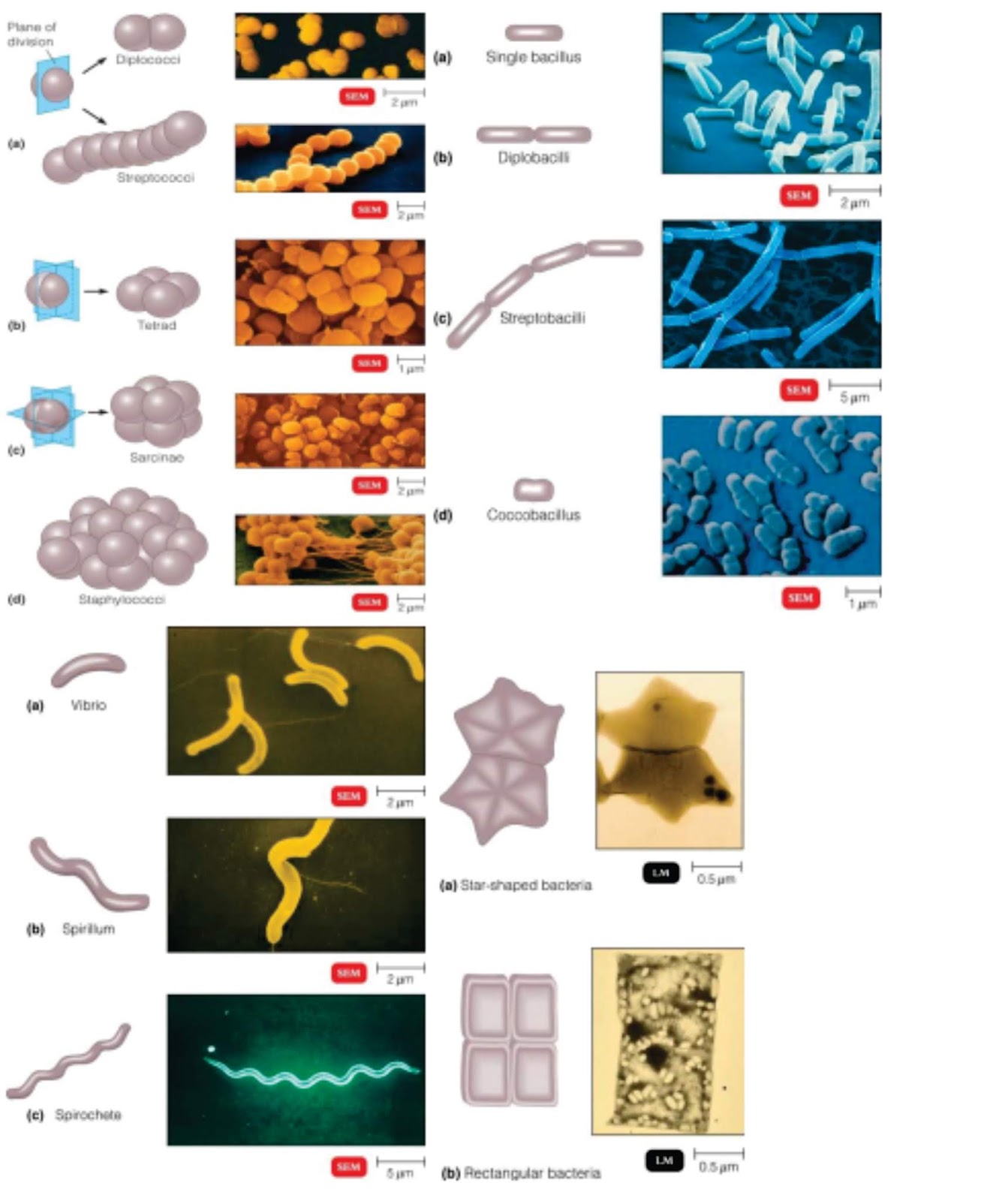 Penyakit Ikan Golongan Bakteri : Klasifikasi Bakteri - Lalaukan