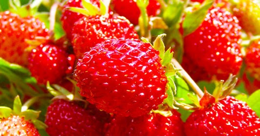 Bunatatile casei: Fragii