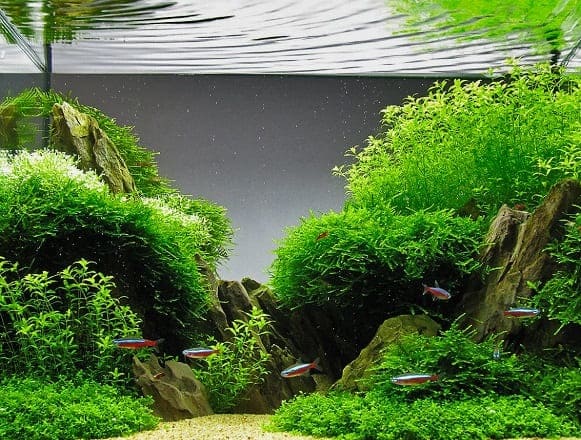 Aquascaping : definition and creation of a planted aquarium